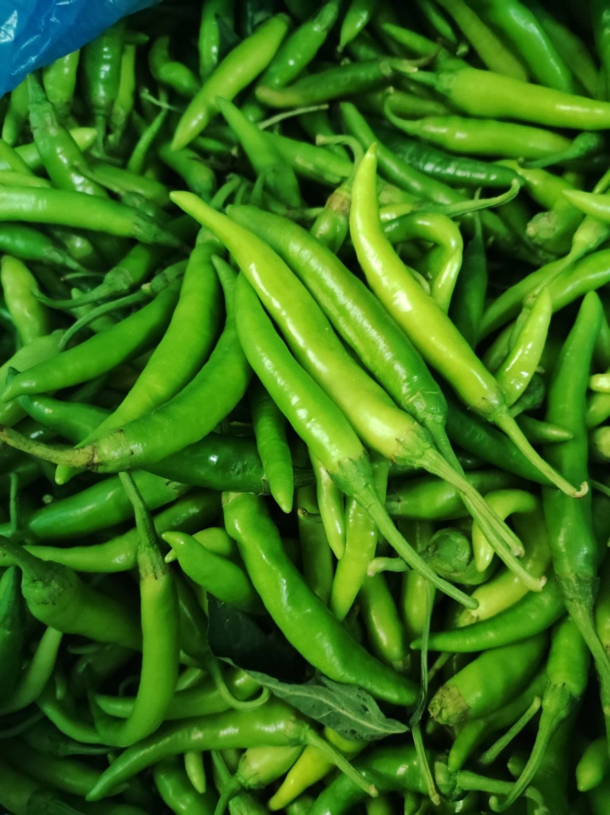 Trái ớt xanh Đà Nẵng - Đặc Sản Làm Quà